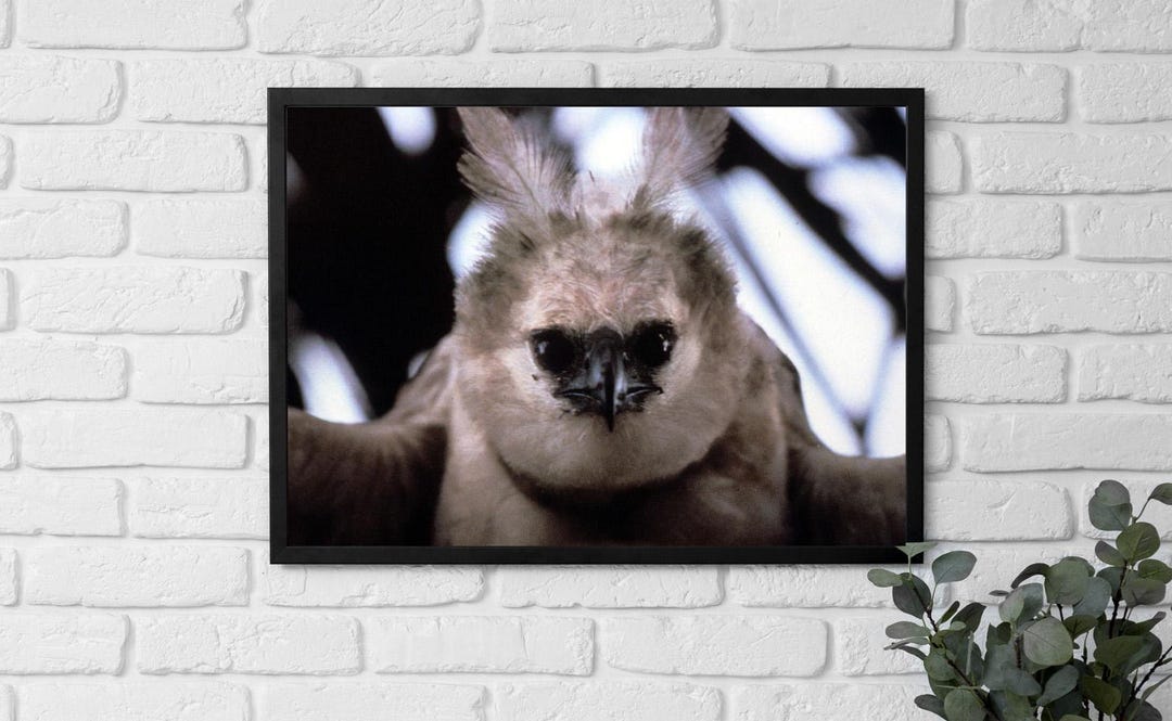 Framed Poster Peru, Young Harpy Eagle in Amazon Jungle 1970s Art ...