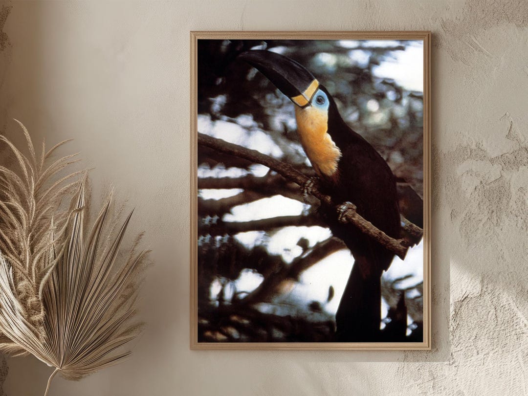 Peru Framed Canvas Art - Toucan in the Amazon Print | Exotic Bird ...