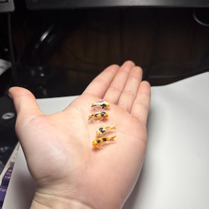 Miniverse Koi Fish Replica - Etsy