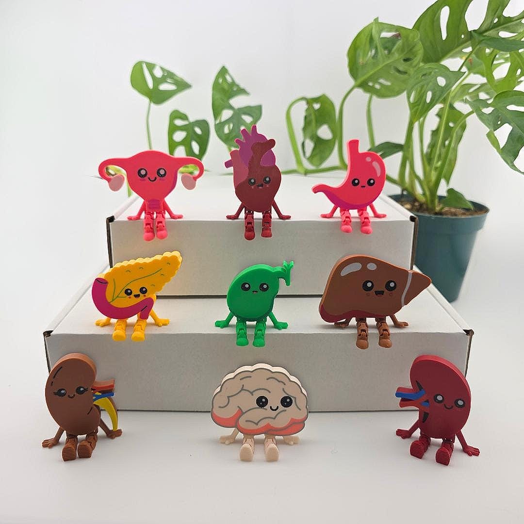 Mini Flexi Anatomy Organs Set – Articulated Heart, Brain, Kidney ...
