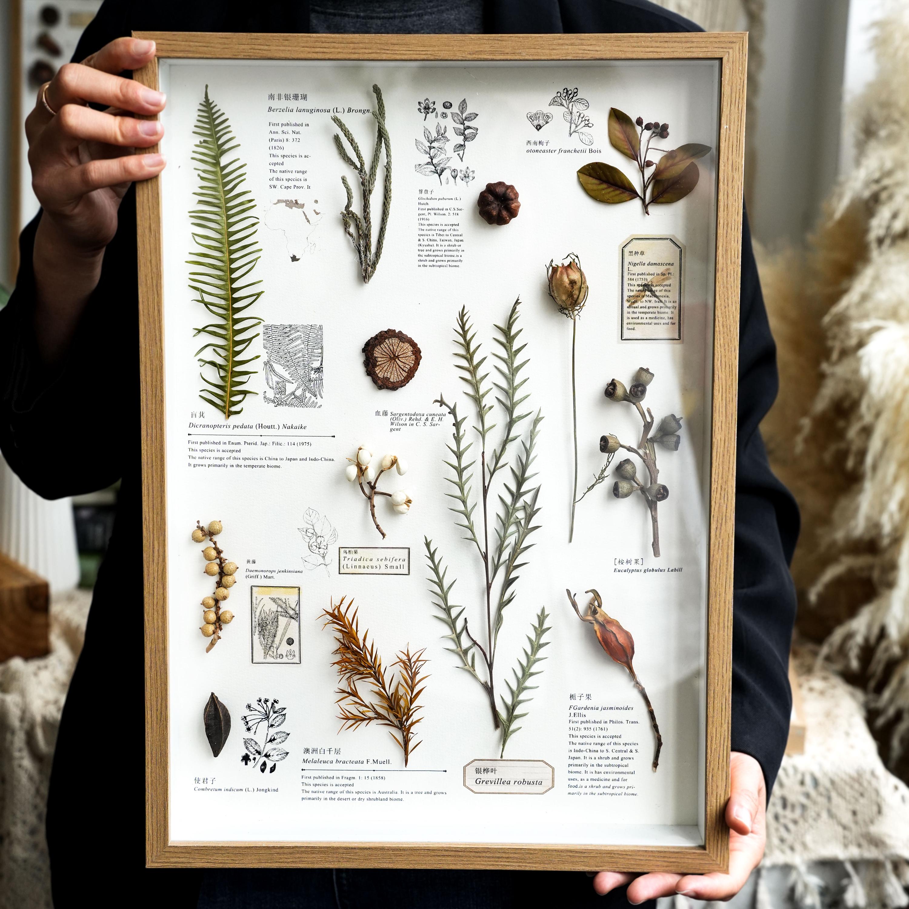 Botanical Specimen Frame Wall Art, French Vintage Style Home Decor ...