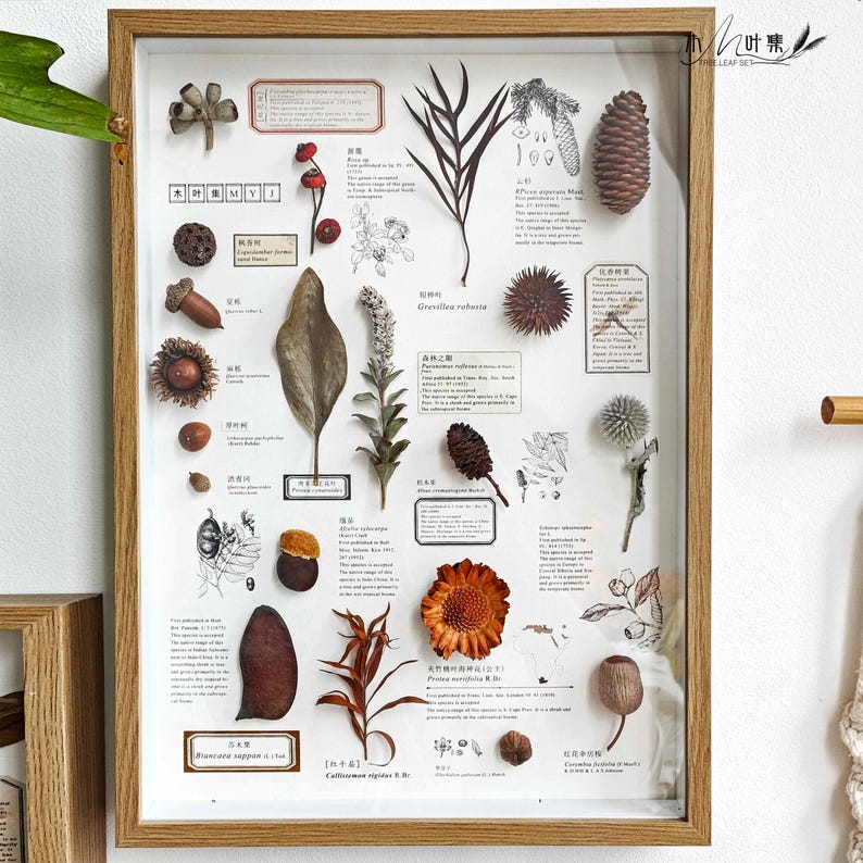 Deciduous Flower Combination, Botanical Specimen Frame Wall Art, French ...