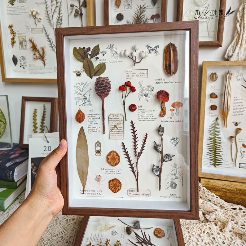 Botanical Specimen Frame Wall Art, French Vintage Style Home Decor ...