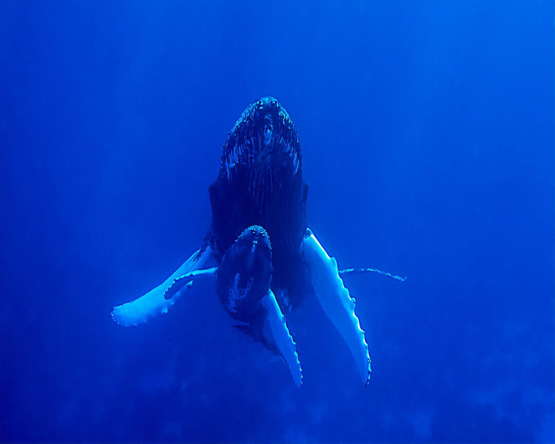 Mother and Calf Humpback Harmony, Humpback Whale, Silver Bank ...
