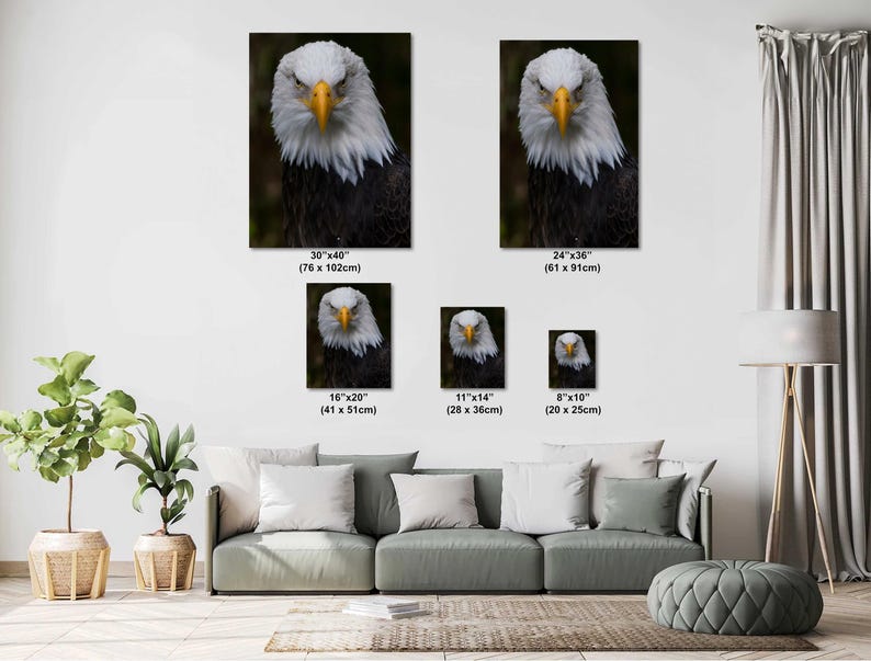 Eagle's Gaze: A Powerful Presence, Bald Eagle Portrait - Etsy