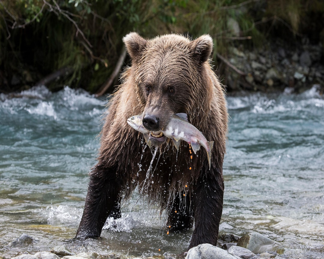 Wildlife Feast: Grizzly With Salmon, Katmai Peninsula, Alaska - Etsy