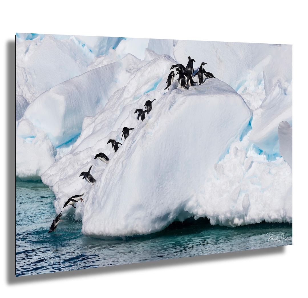 Penguin Plunge, Adele Penguins on Iceberg, Antarctica - Etsy