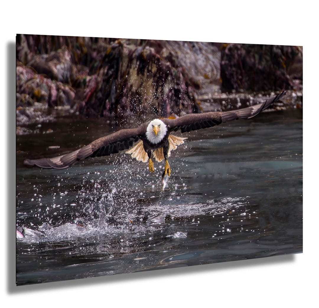 Majestic Hunter: Bald Eagle in Action, Frederick Sound, Alaska - Etsy