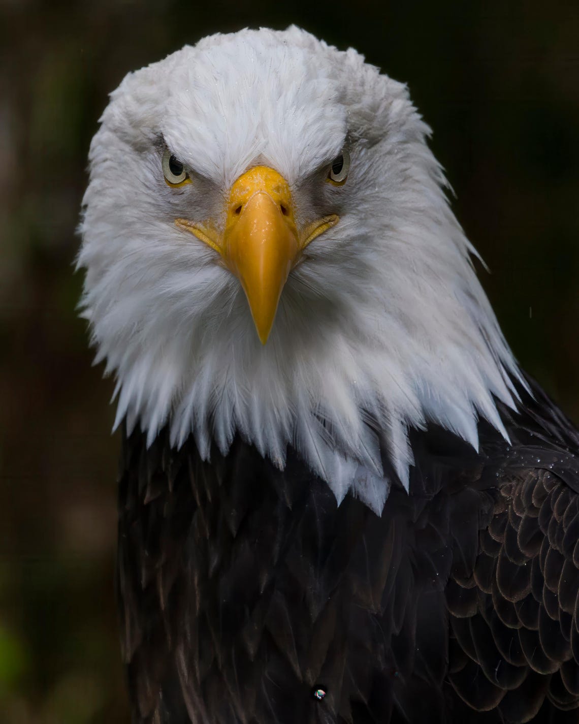 Eagle's Gaze: A Powerful Presence, Bald Eagle Portrait - Etsy