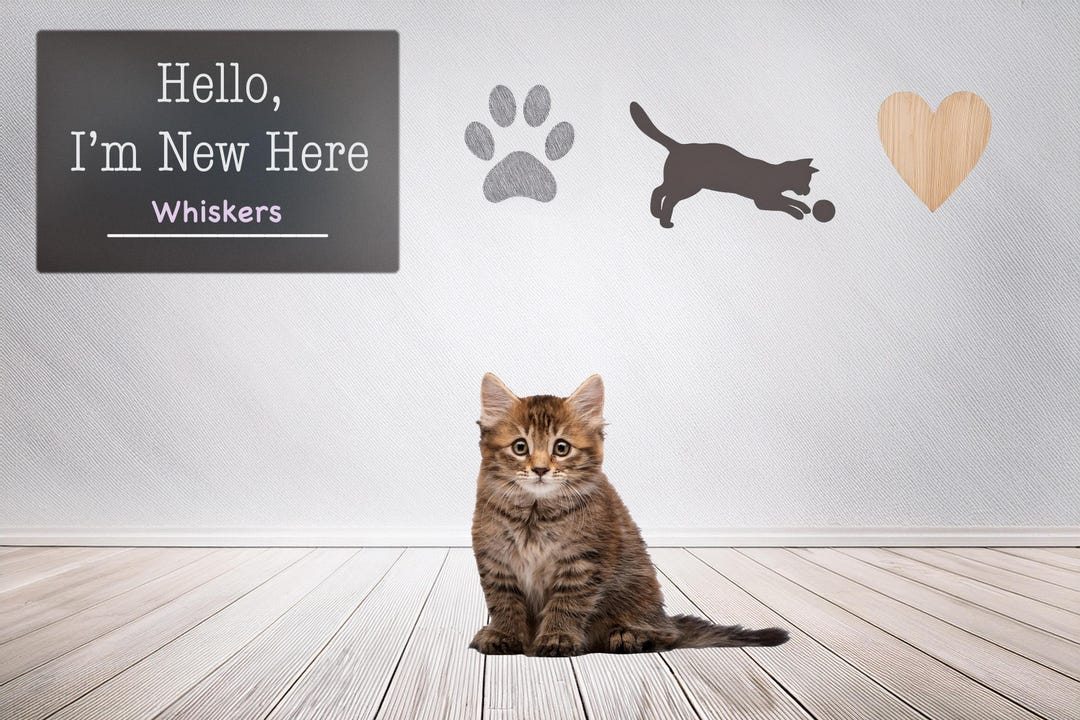 New Kitty Backdrop, Cat Adoption, Gotcha Day Digital Backdrop, Simple ...