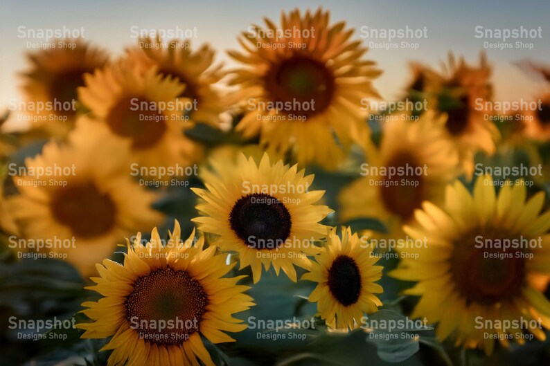 Sunflower Field Digital Backdrop: Soft Focus Photography Background ...