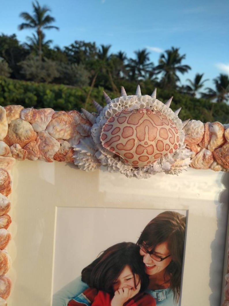Seashell Encrusted Frame Photo Picture 10x8 White Calico Crab Orange ...