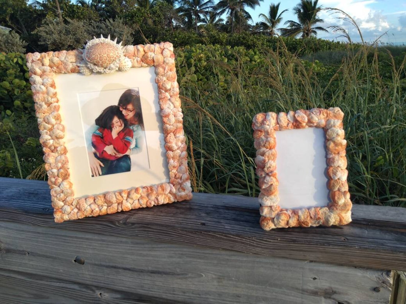 Seashell Encrusted Frame Photo Picture 10x8 White Calico Crab Orange ...