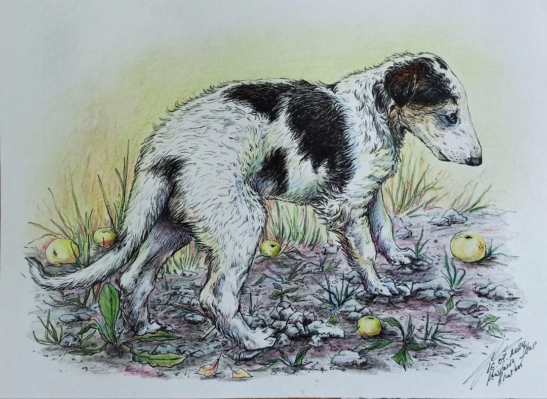 Drawing of a Russian Borzoi Puppy - Etsy