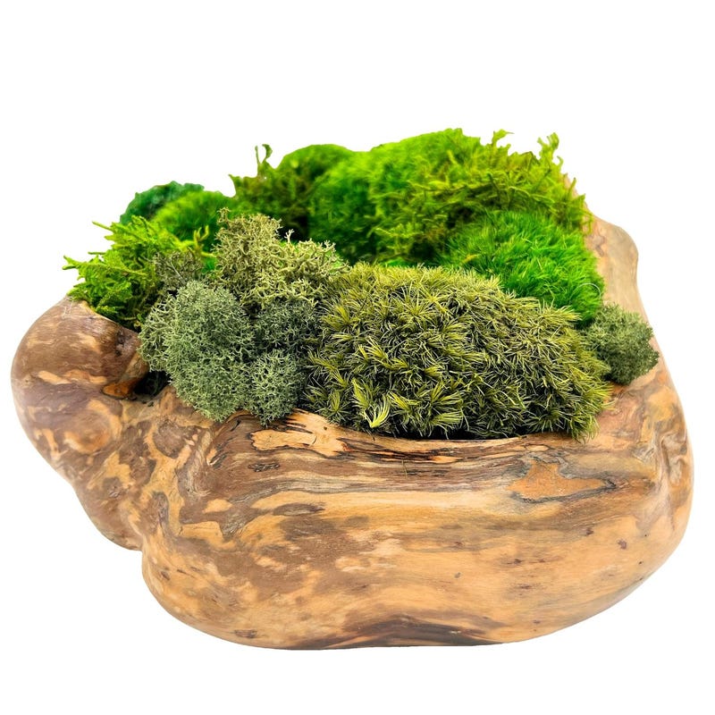 Moss Arrangement - Etsy