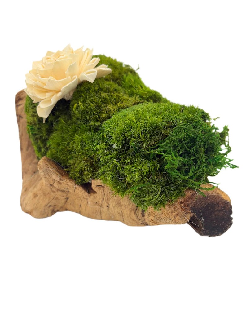 Preserved Moss Centerpiece: Driftwood Bowl With Sola Wood Flower - Etsy