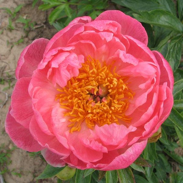 Coral Charm Peony - Etsy