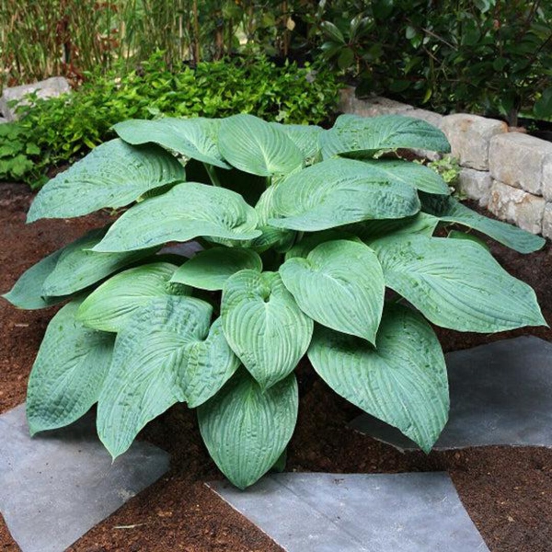 Jurassic Park Giant Hosta - Etsy