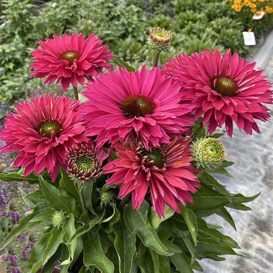 Sweet Fuchsia Sunseekers® Coneflower - Etsy