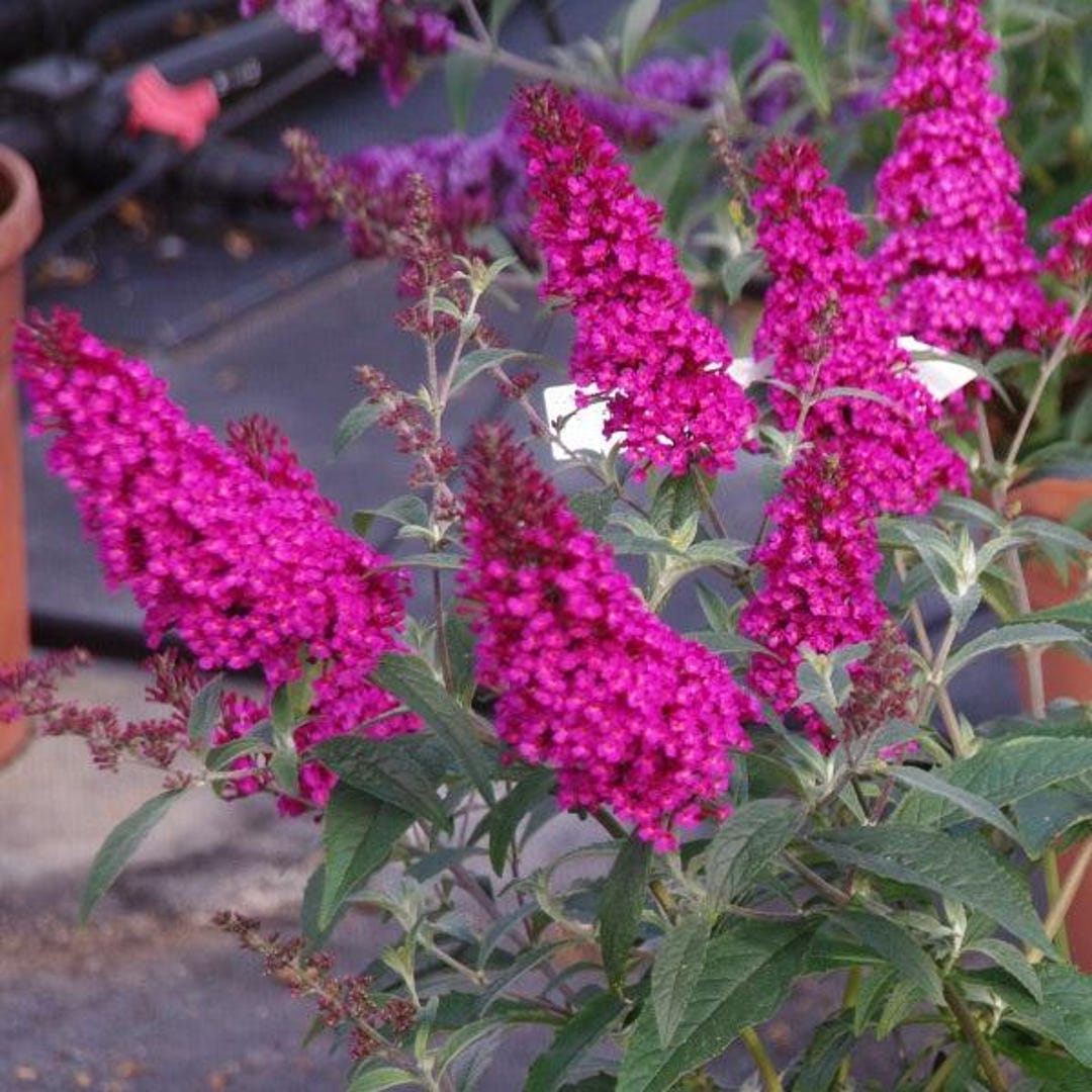 Hot Raspberry Buzz™ Butterfly Bush - Etsy