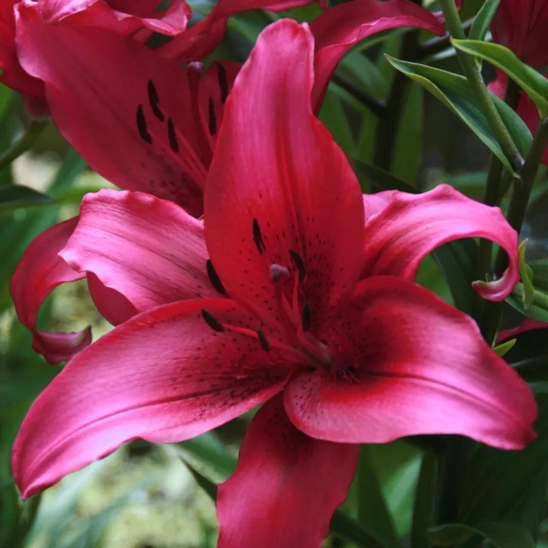 November Rain AOA Lily - Etsy
