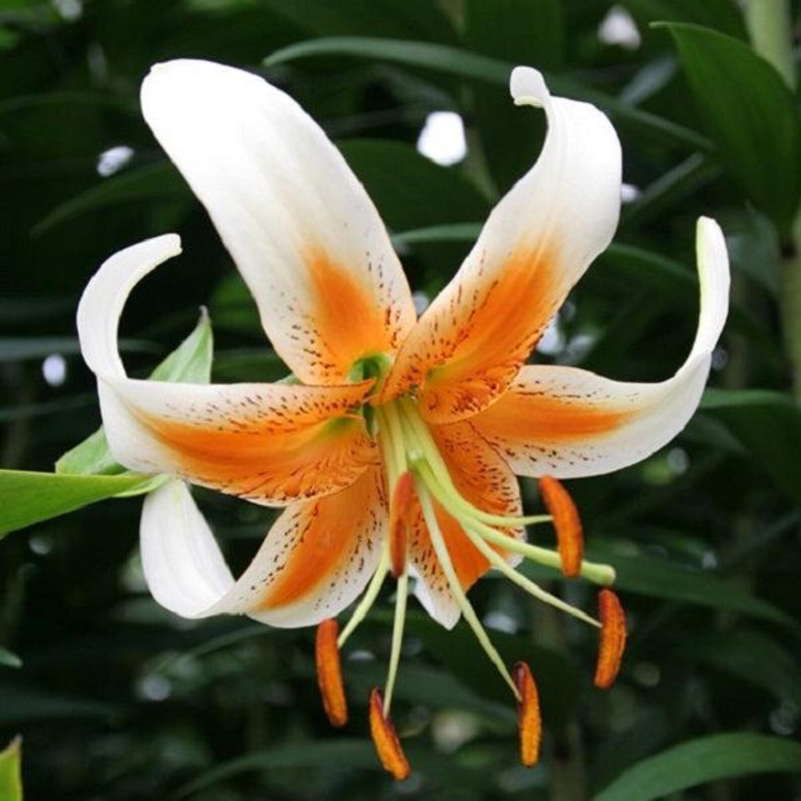 Lady Alice Turkish Cap Lily - Etsy