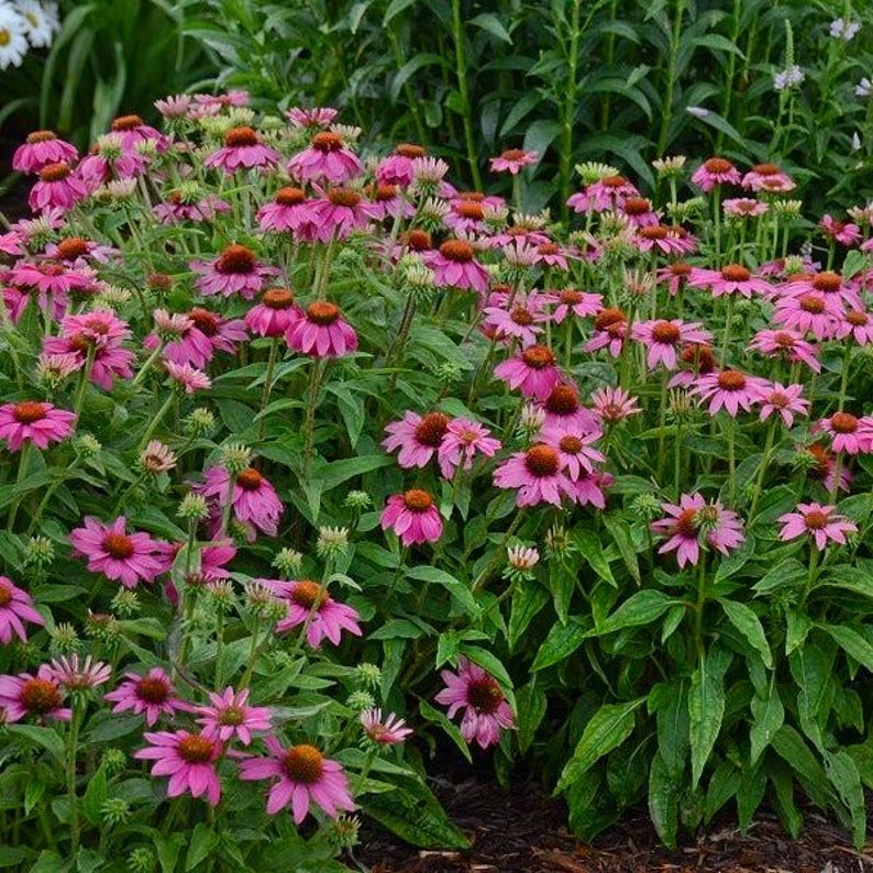Powwow Wild Berry Coneflower - Etsy