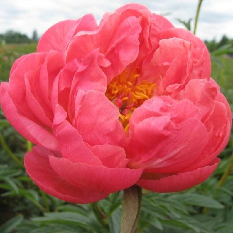 Coral Charm Peony - Etsy