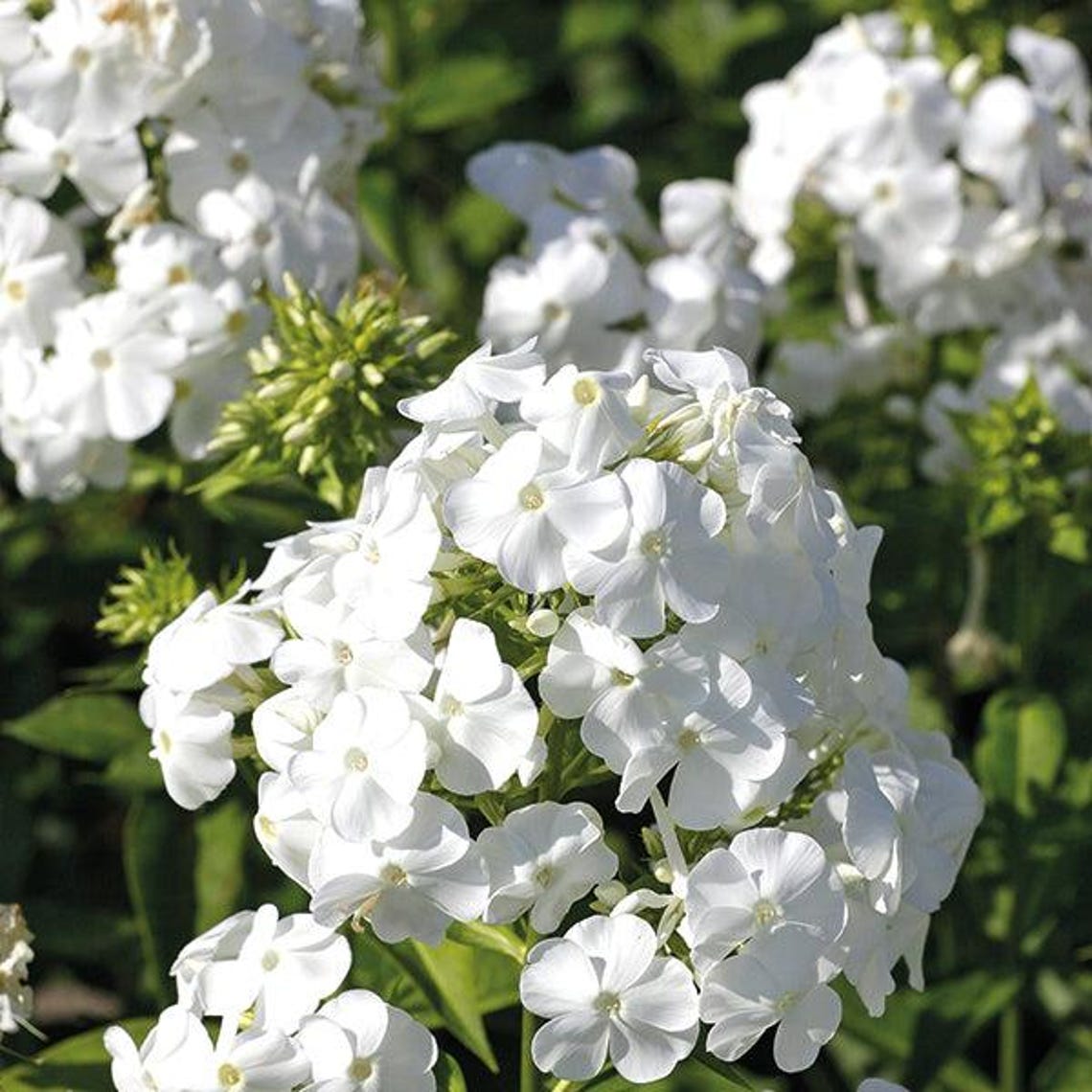 David Tall Garden Phlox - Etsy