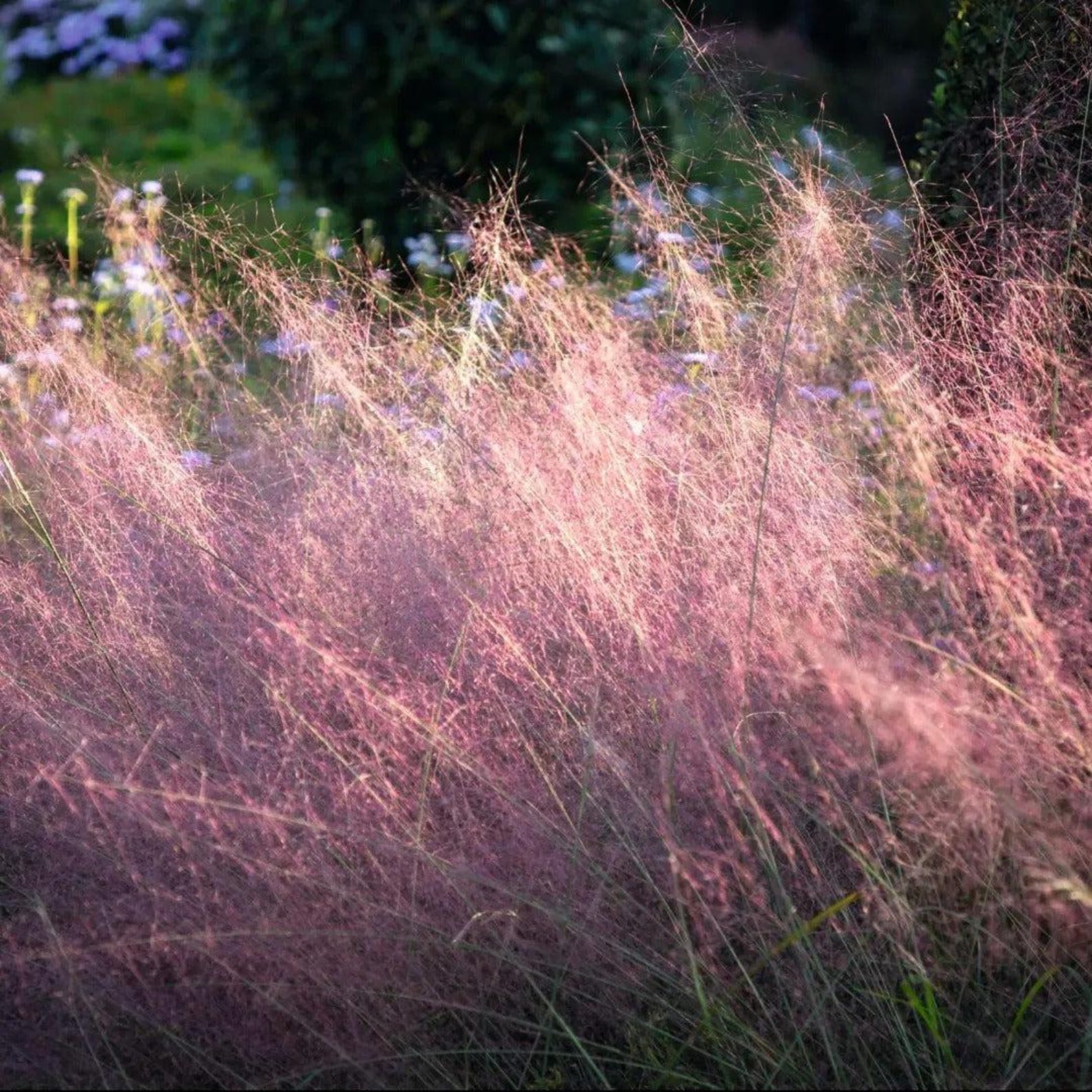 Ruby Muhly Grass - Etsy