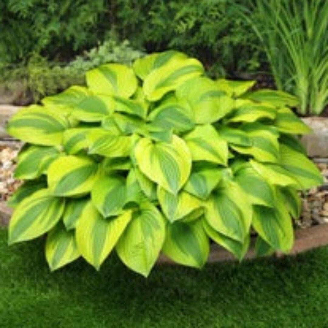 Velvet Moon Hosta - Etsy