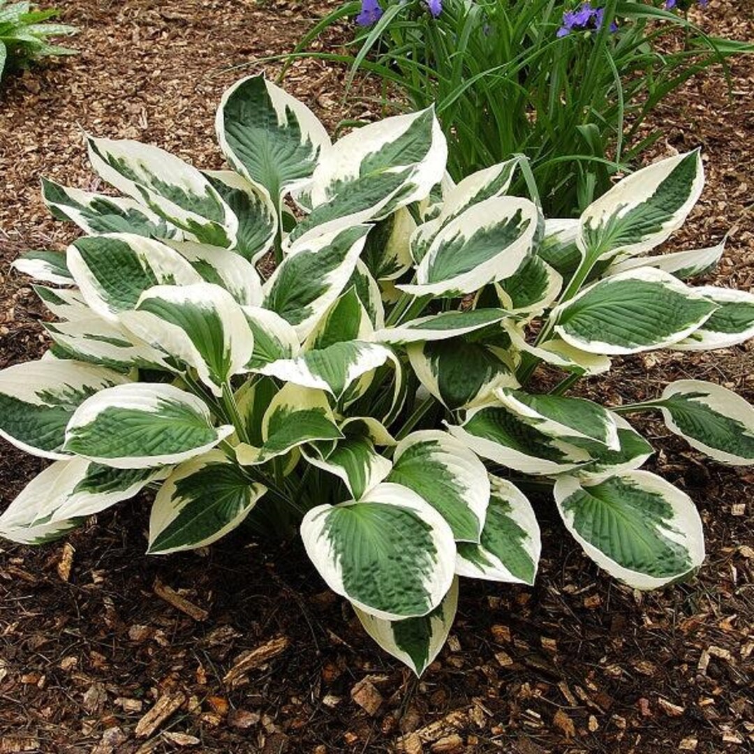 Patriot Hosta - Etsy