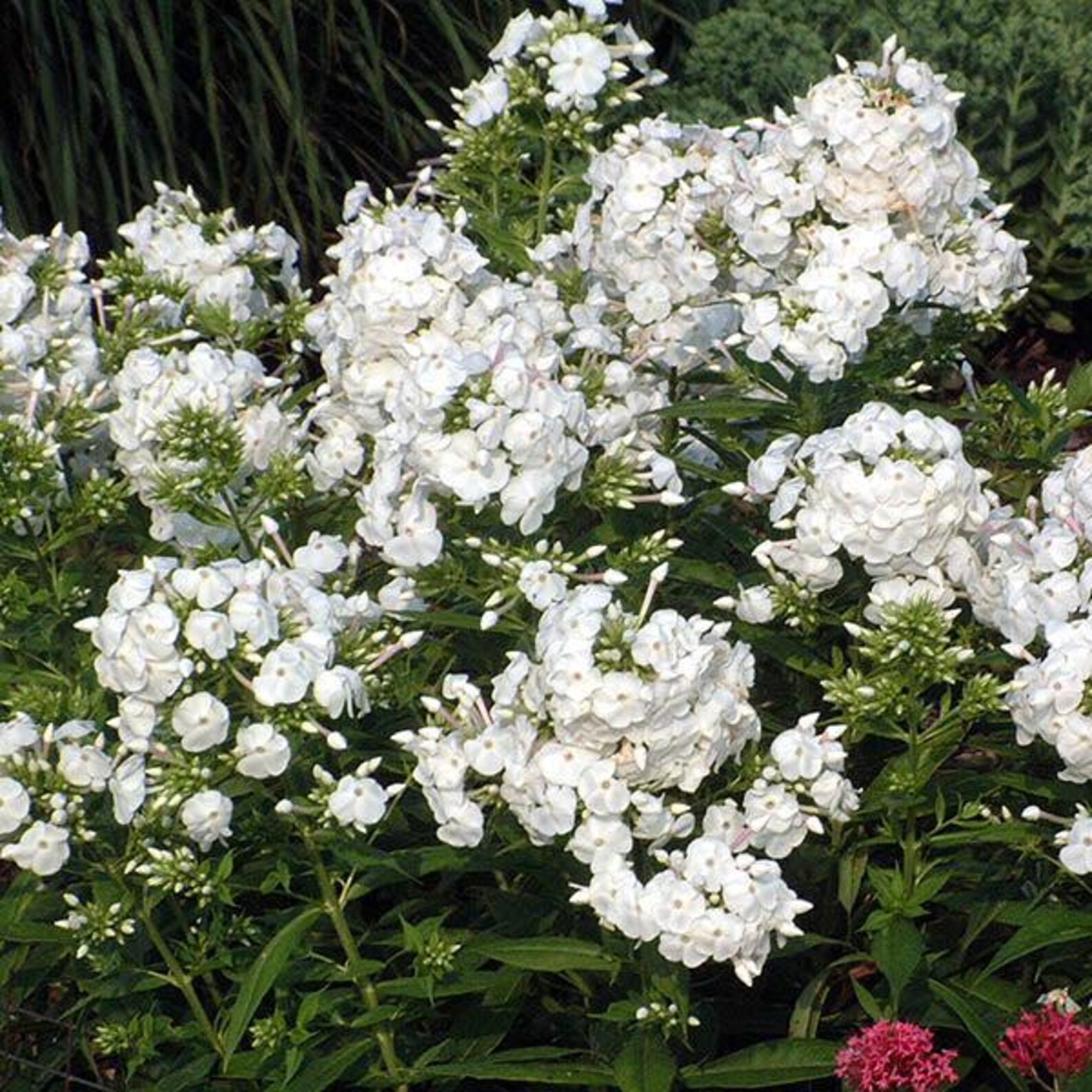 David Tall Garden Phlox - Etsy
