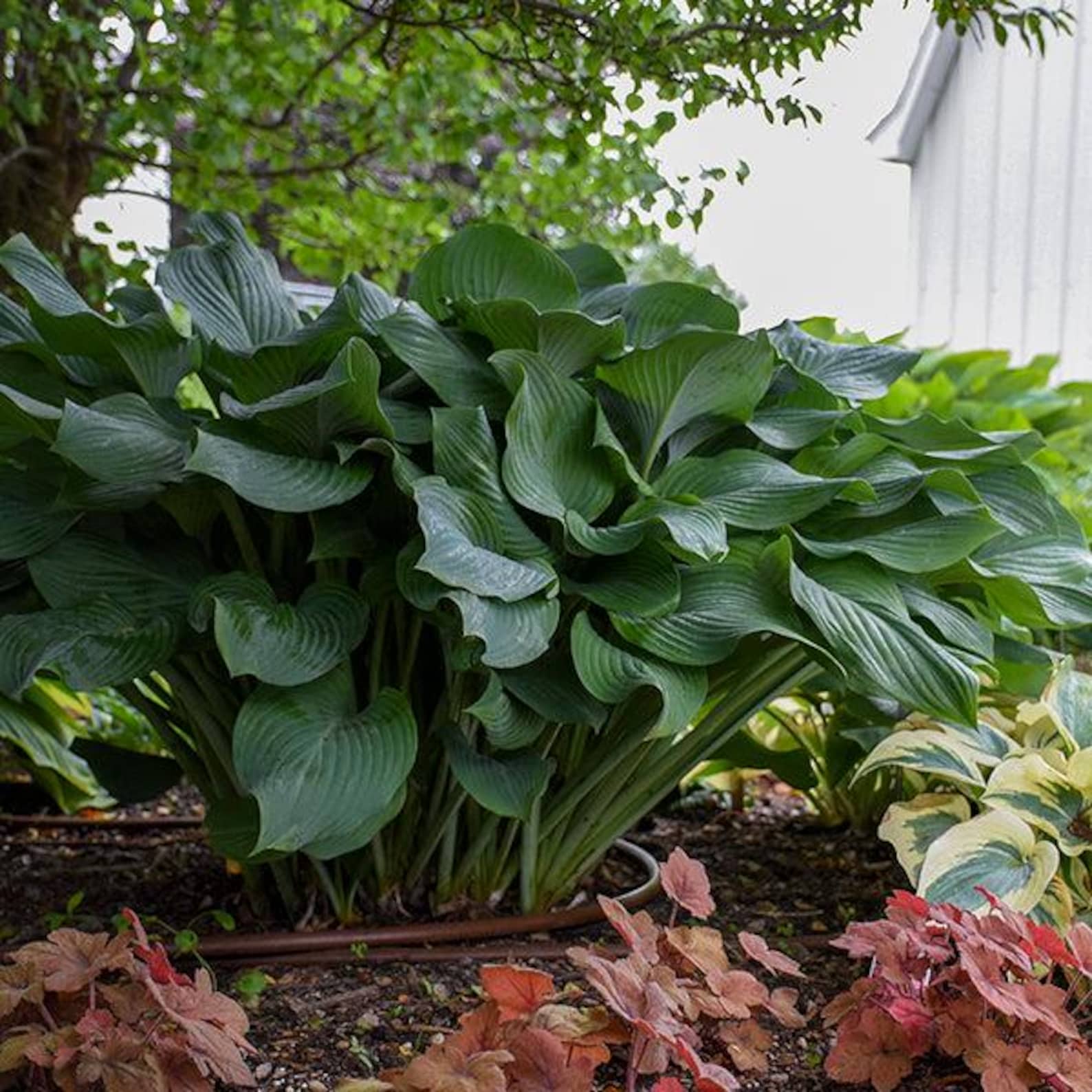 Krossa Regal Hosta - Etsy