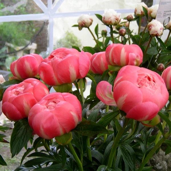 Coral Charm Peony - Etsy