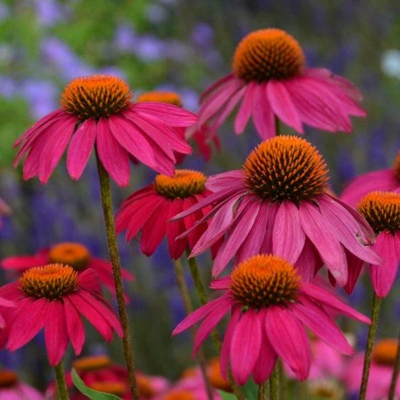Powwow Wild Berry Coneflower - Etsy