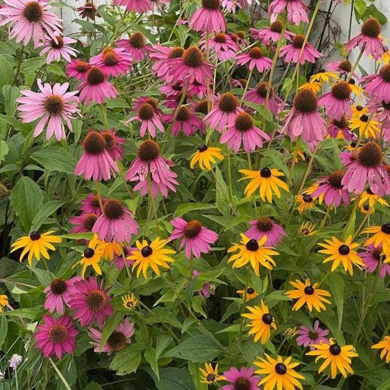 Colorful Coneflower - Etsy
