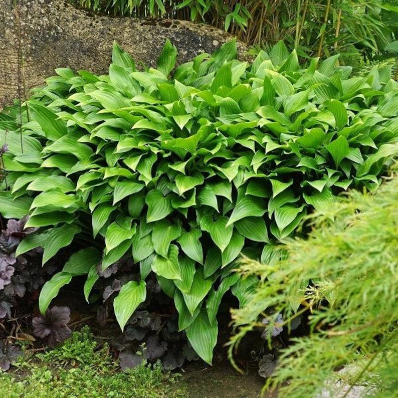Royal Standard Hosta - Etsy