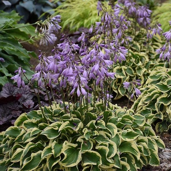 Wrinkle in Time Hosta - Etsy