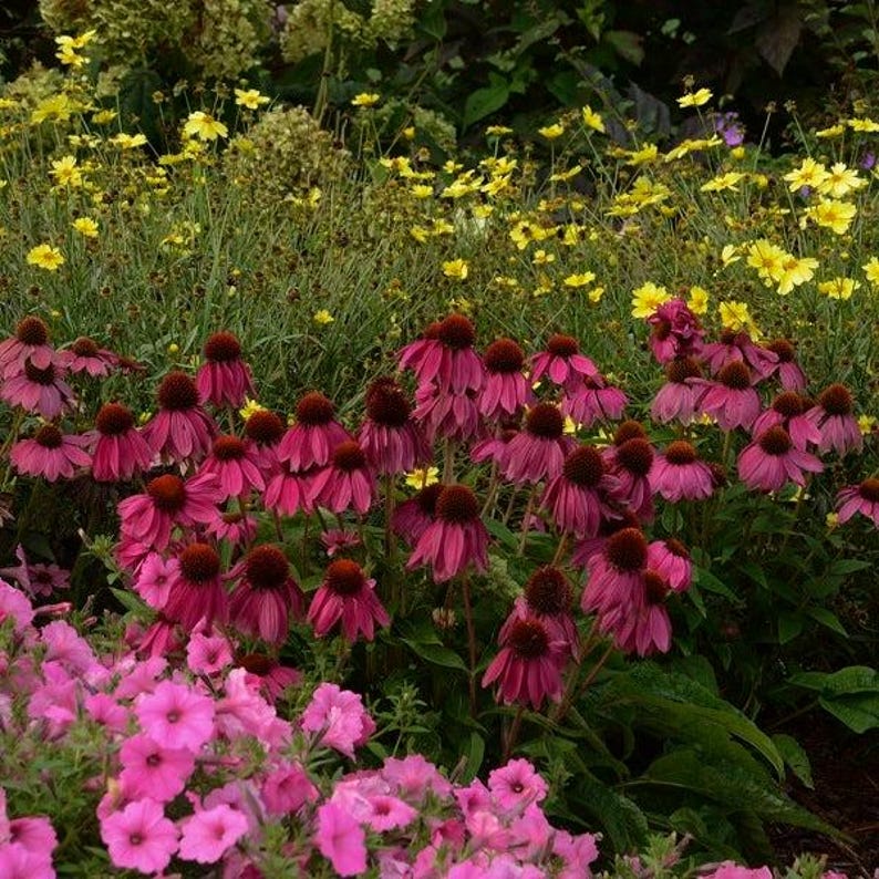 Powwow Wild Berry Coneflower - Etsy