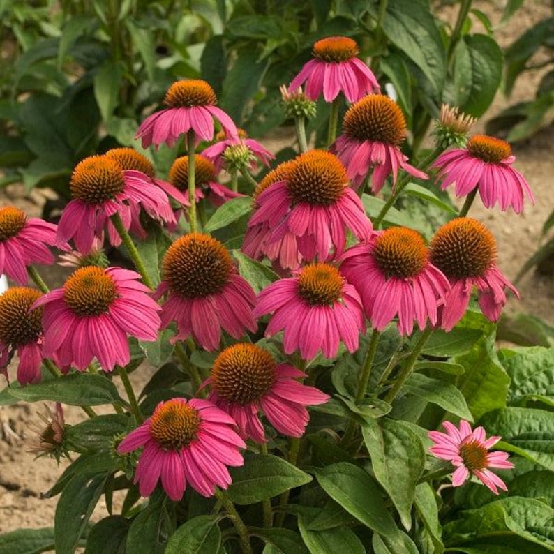 Powwow Wild Berry Coneflower - Etsy