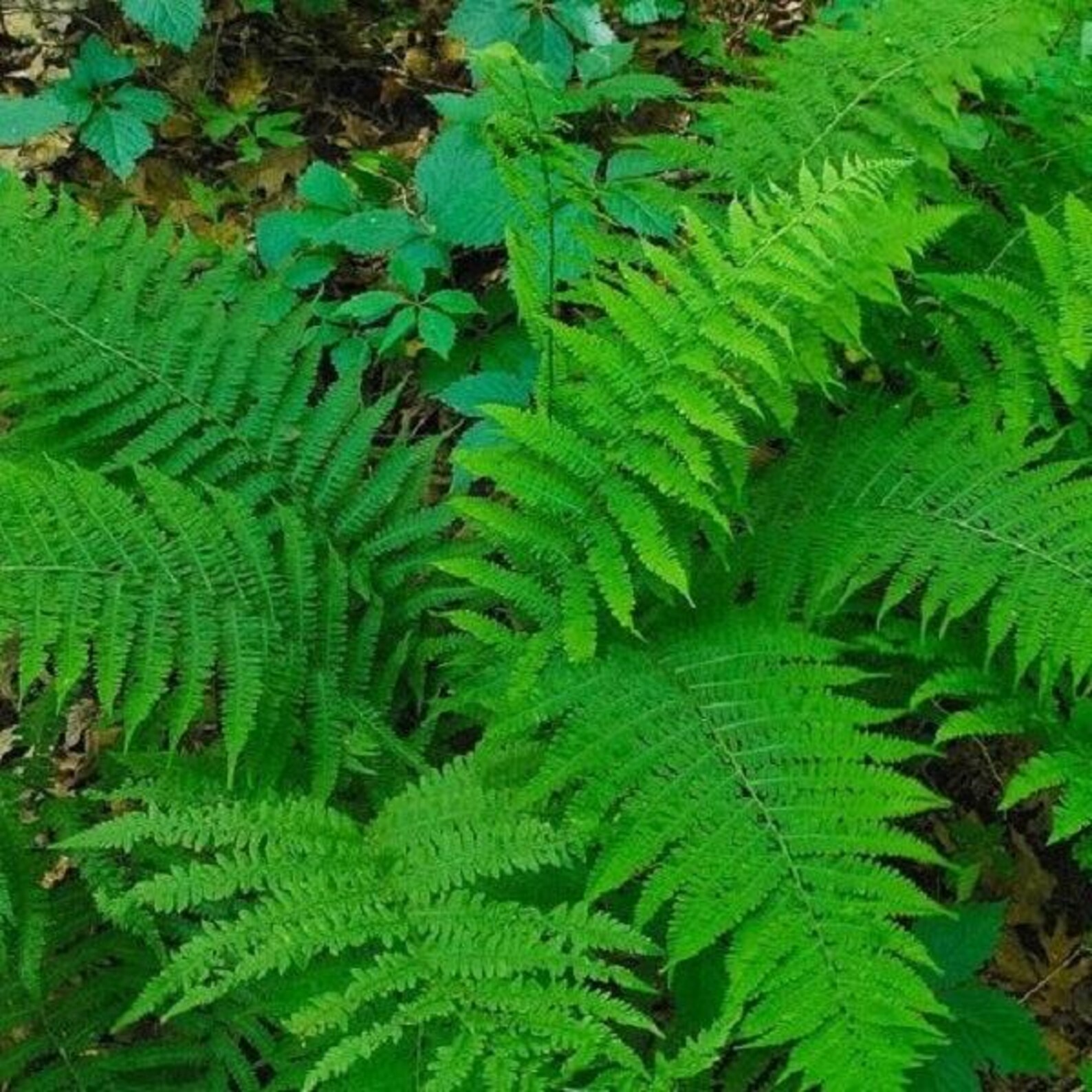 Royal Fern - Etsy