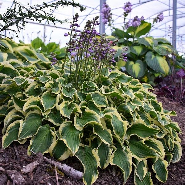 Wrinkle in Time Hosta - Etsy