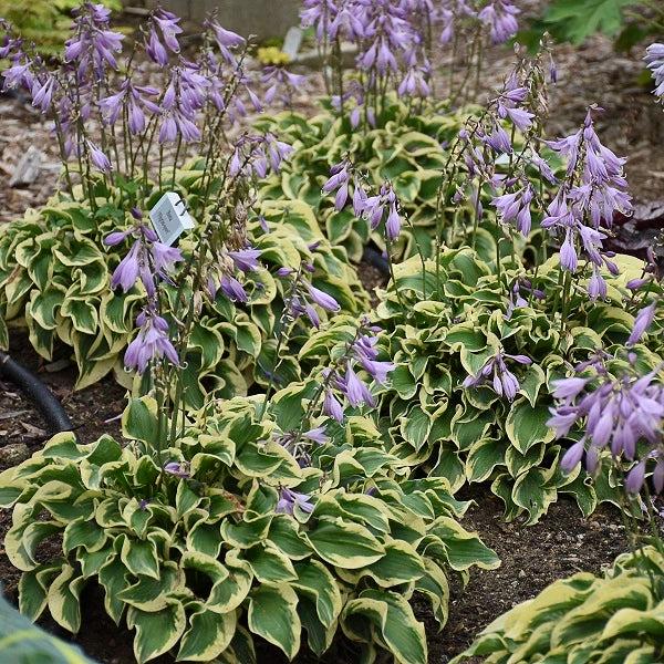 Wrinkle in Time Hosta - Etsy