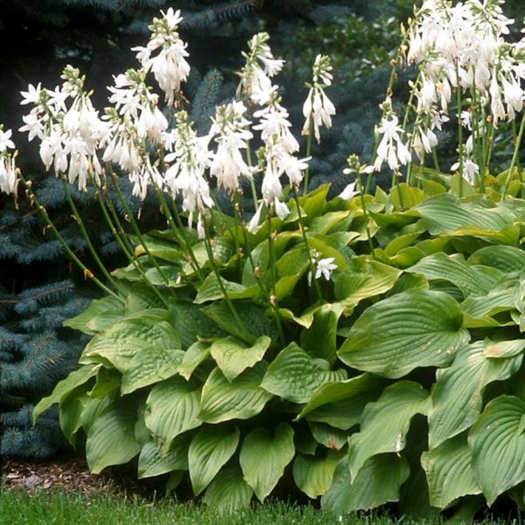 Royal Standard Hosta - Etsy