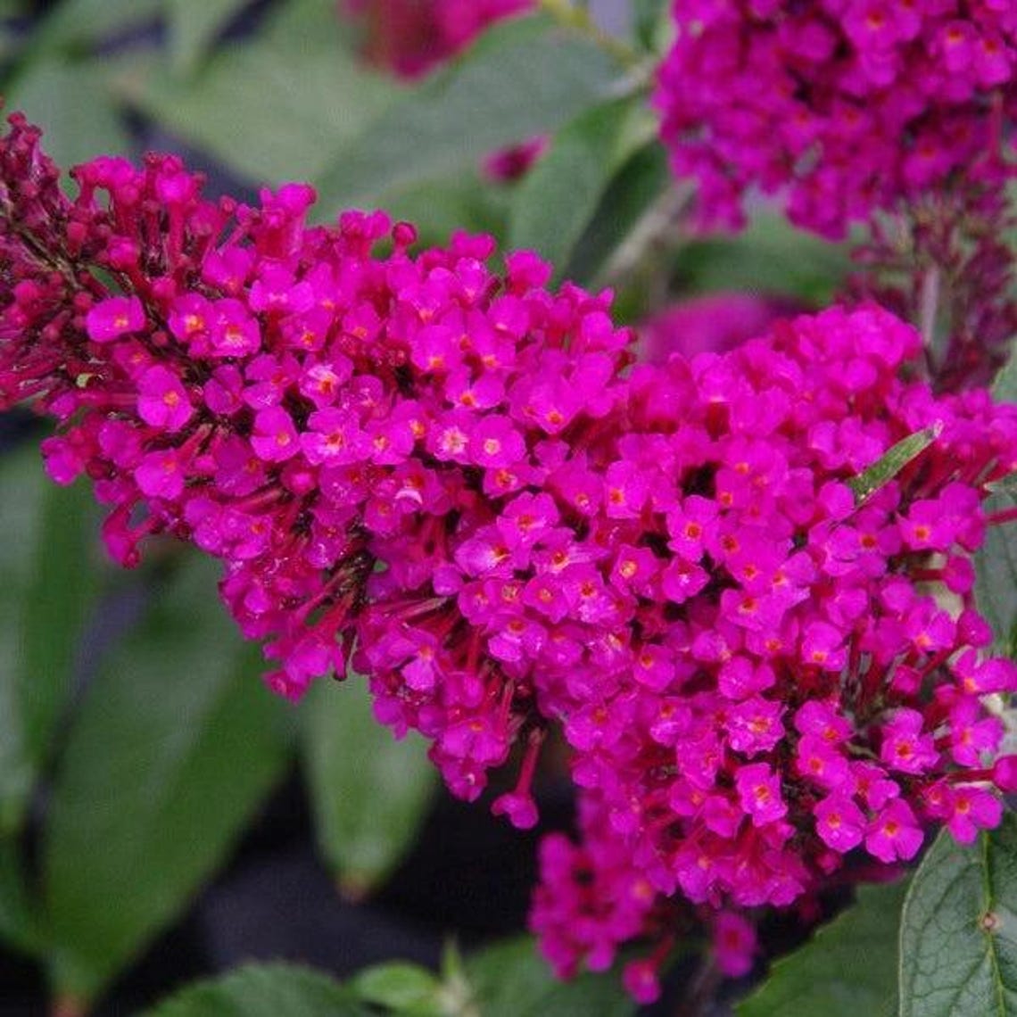 Hot Raspberry Buzz™ Butterfly Bush - Etsy