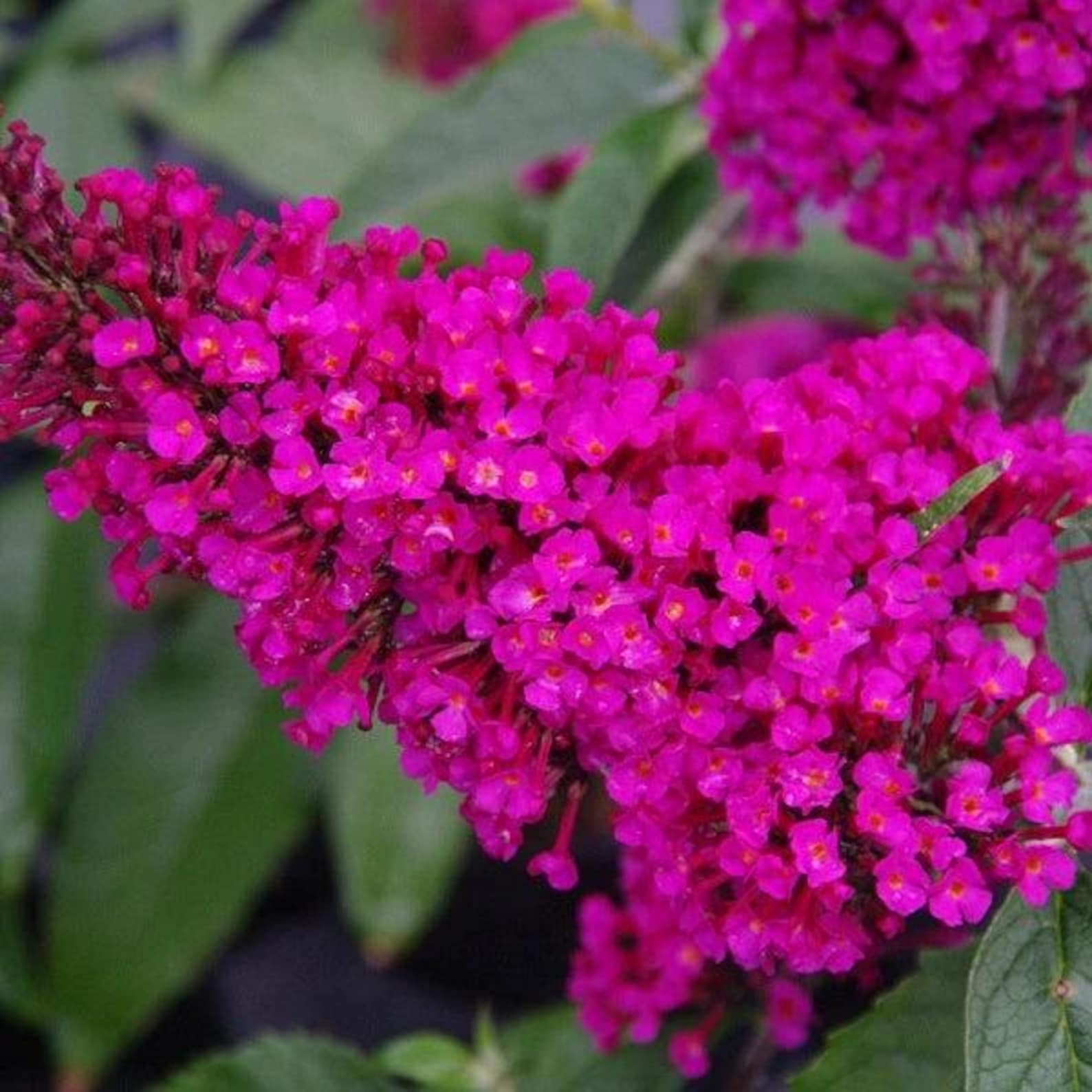 Hot Raspberry Buzz™ Butterfly Bush - Etsy