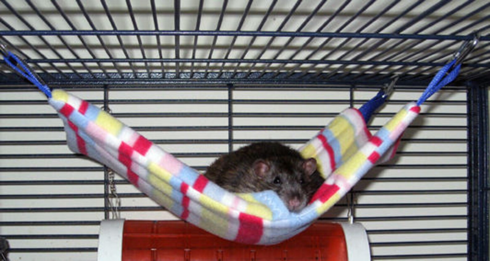 Rat / Rodent Hammock double fleece with carabiners Rainbows | Etsy