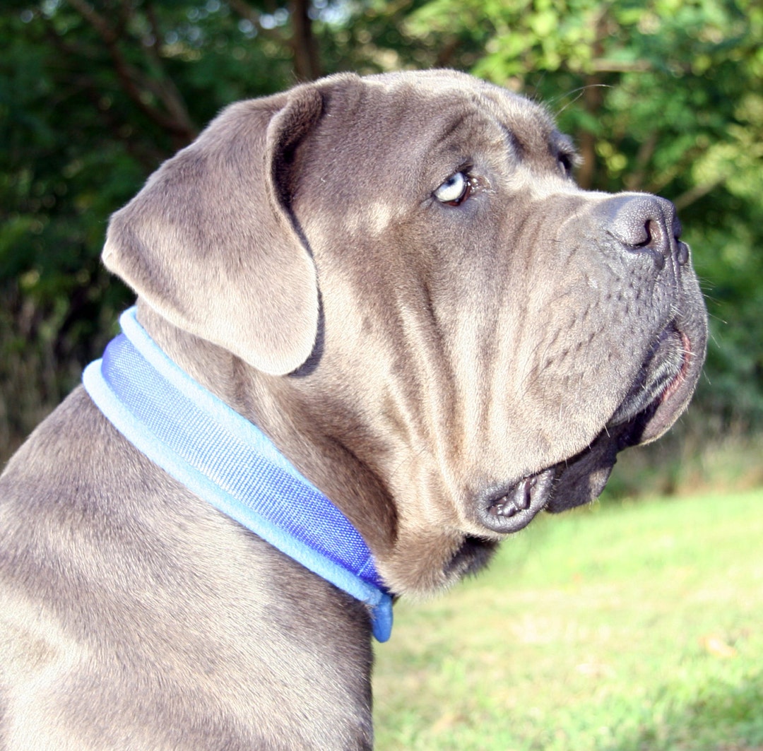 WIDE Width Fleece Padded Dog Collar - Large Dogs / Sighthounds (made to ...