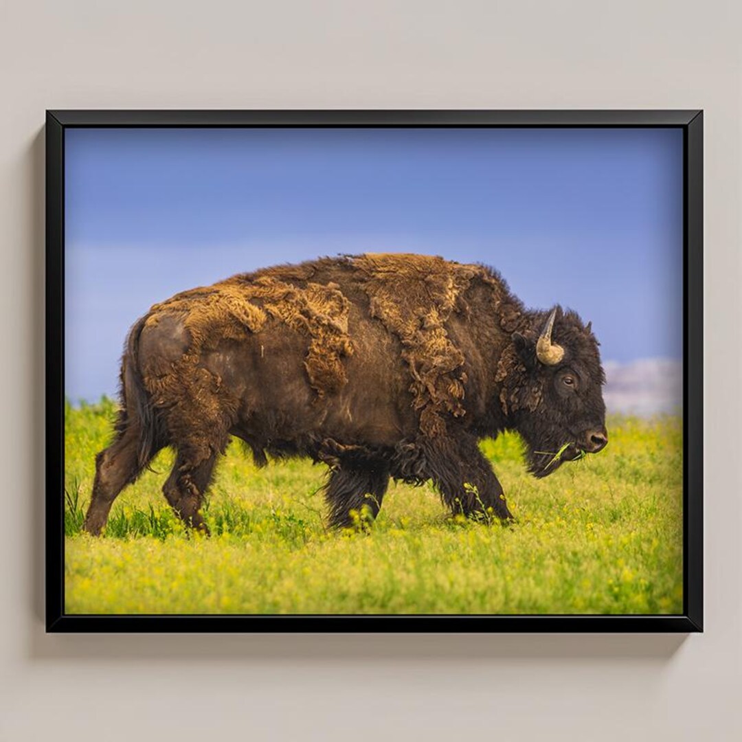 Badlands Buffalo Poster Digital Download File, Original Photo, Sunrise, Wildlife Photo, Wall ...